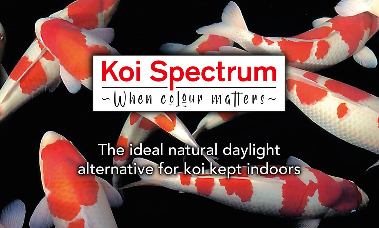 Koi Spectrum lighting - When colour matters